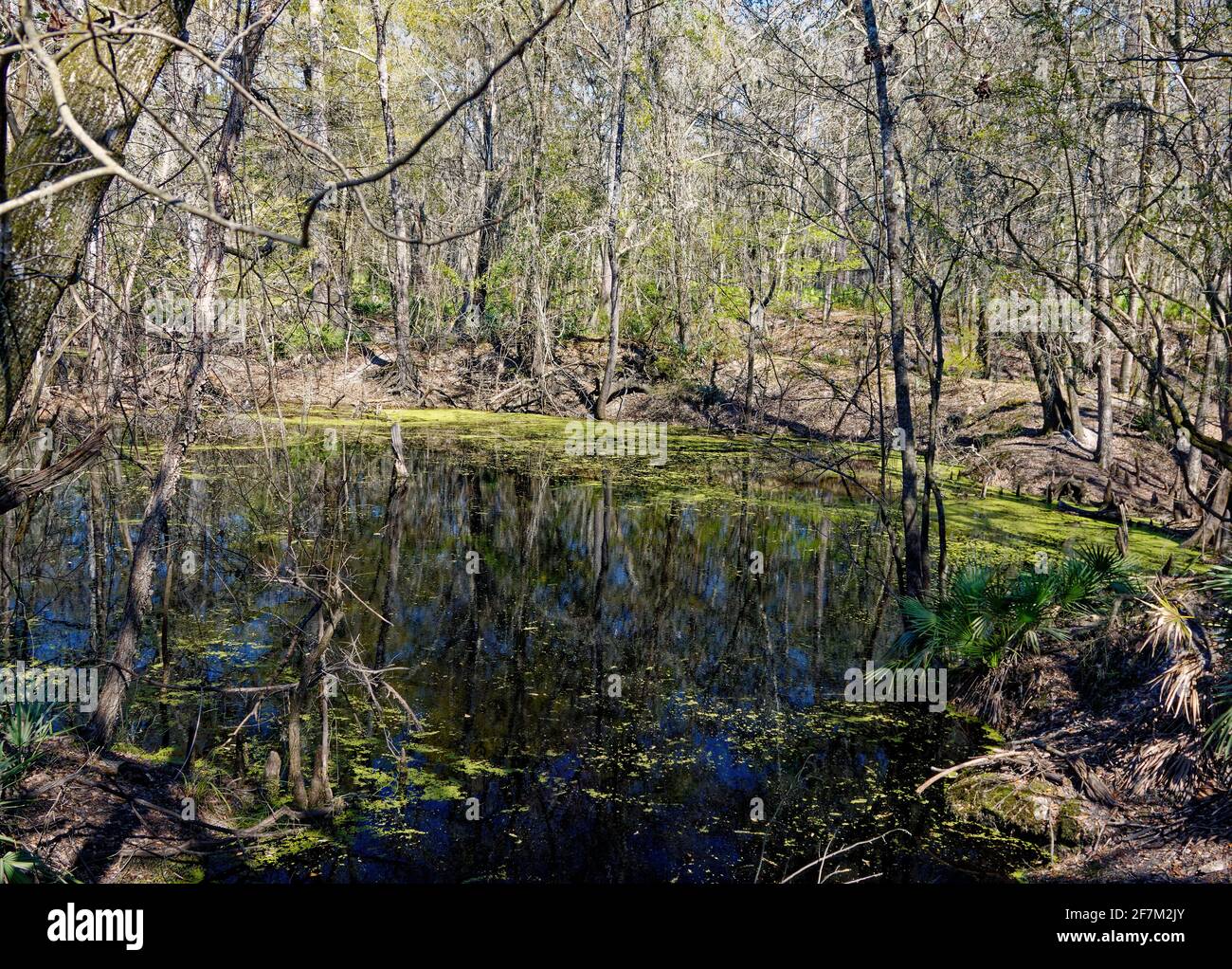 Santa Fe River sink, water goes underground, natural phenomenon ...