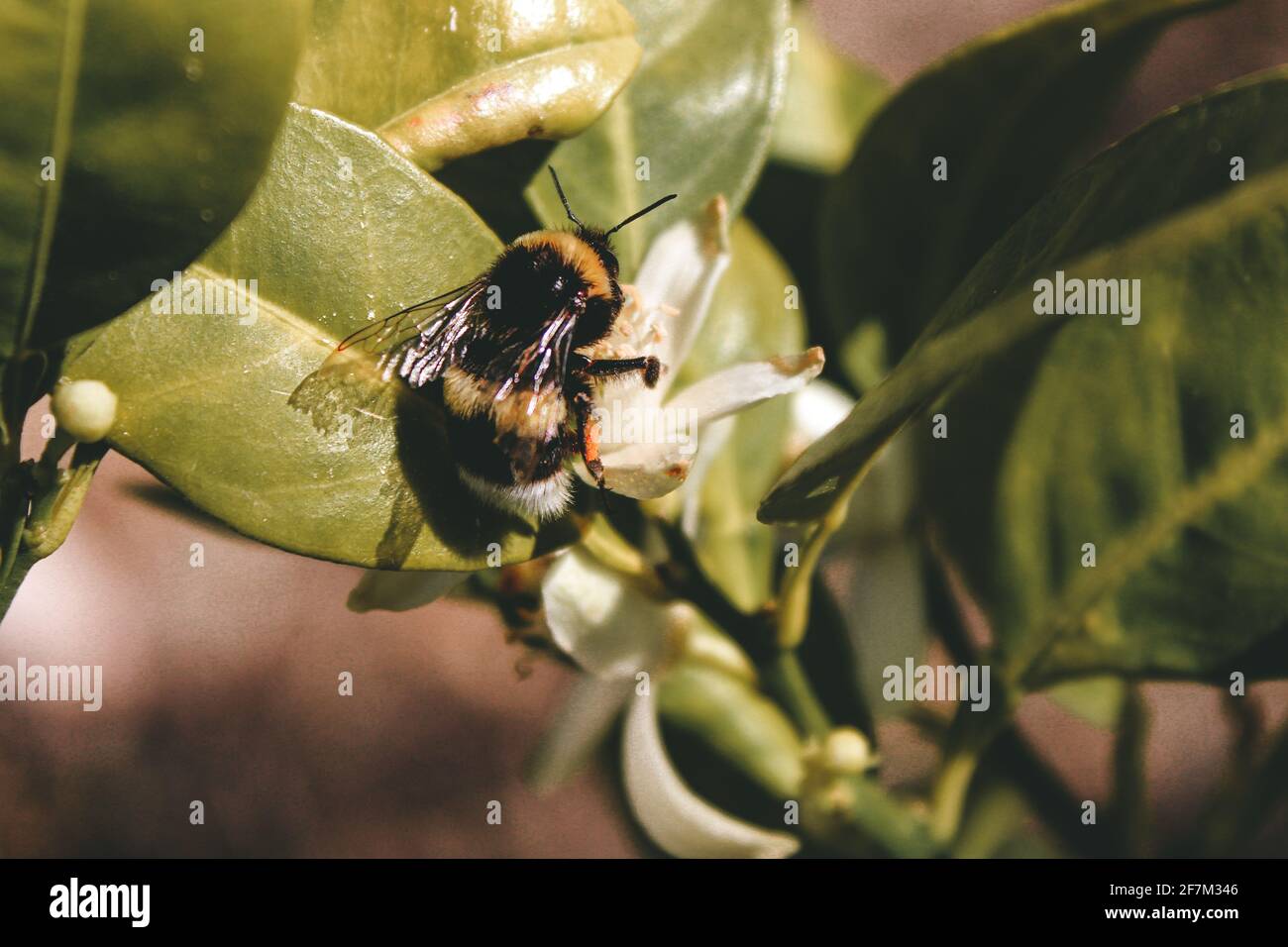 Amateur beekeeper hi-res stock photography and images - Alamy