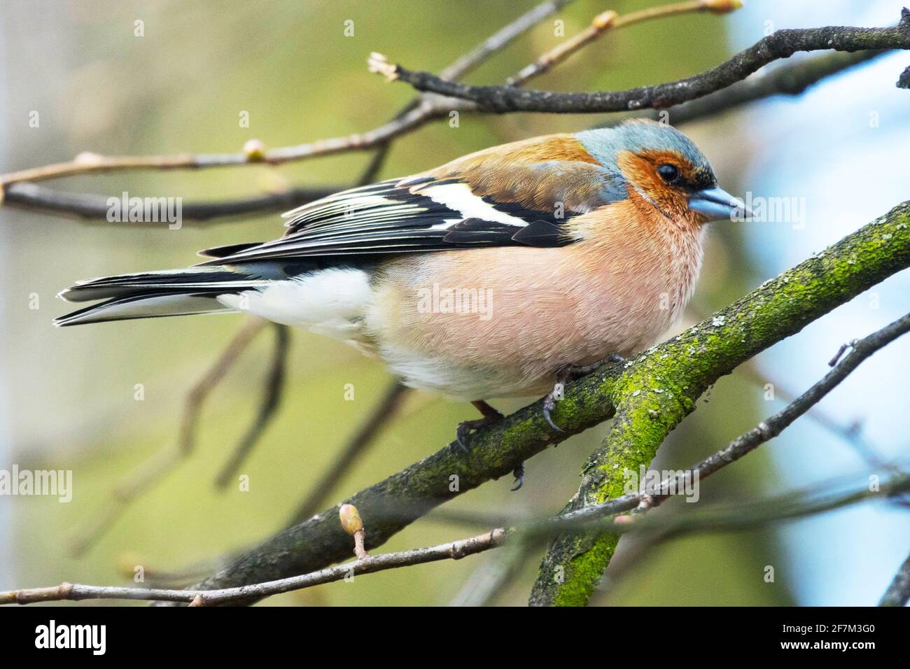 Common chaffinch Fringilla coelebs Stock Photo - Alamy