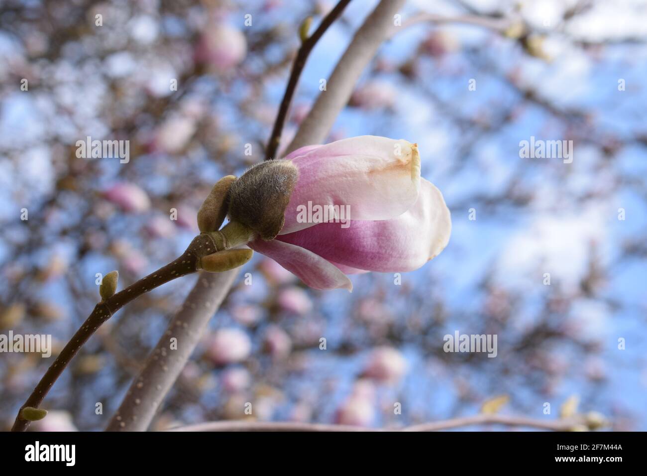 Magnolia tree starting to bloom Stock Photo - Alamy