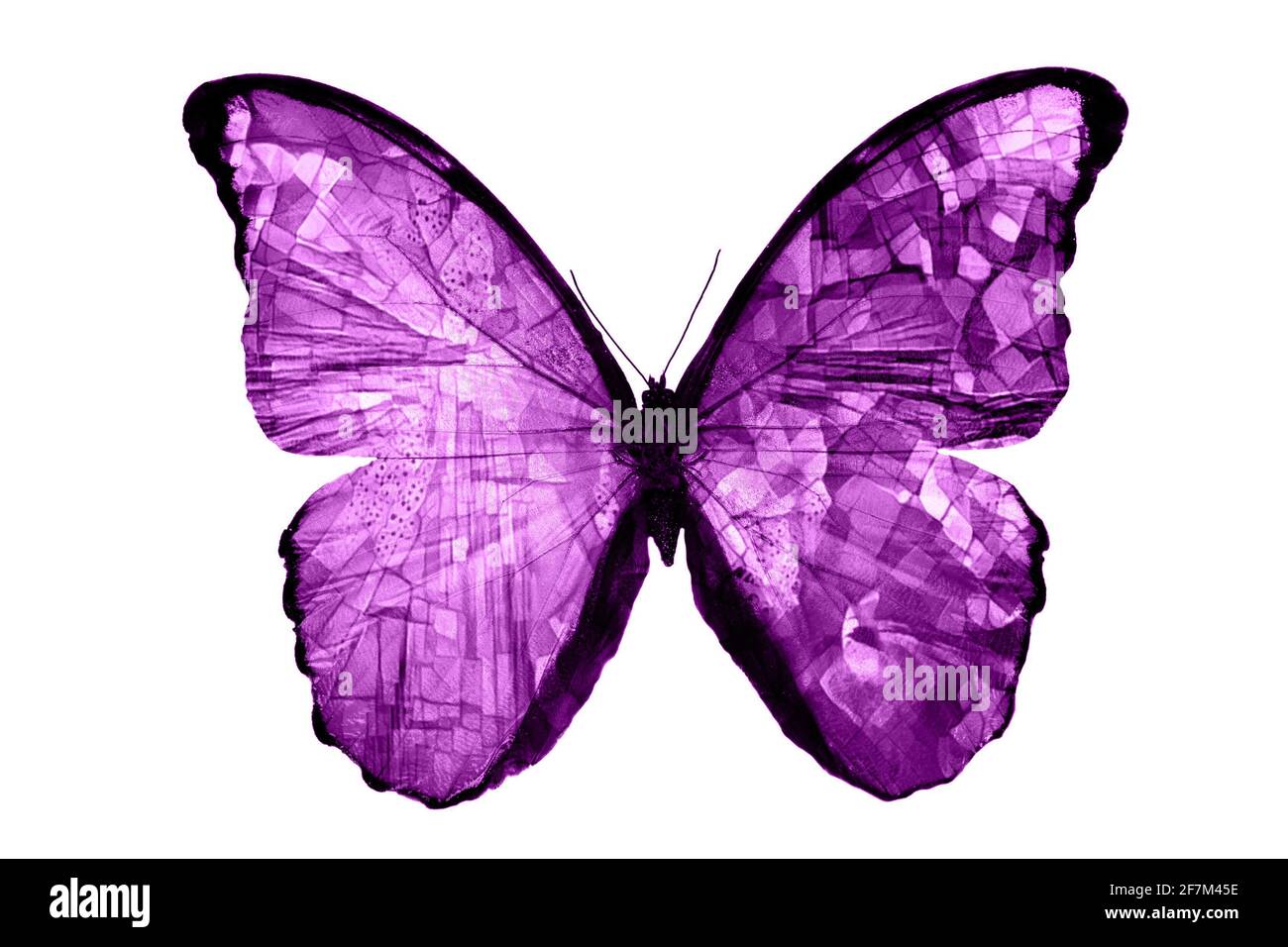 Pink butterflies isolated on white background. tropical moths. insects ...