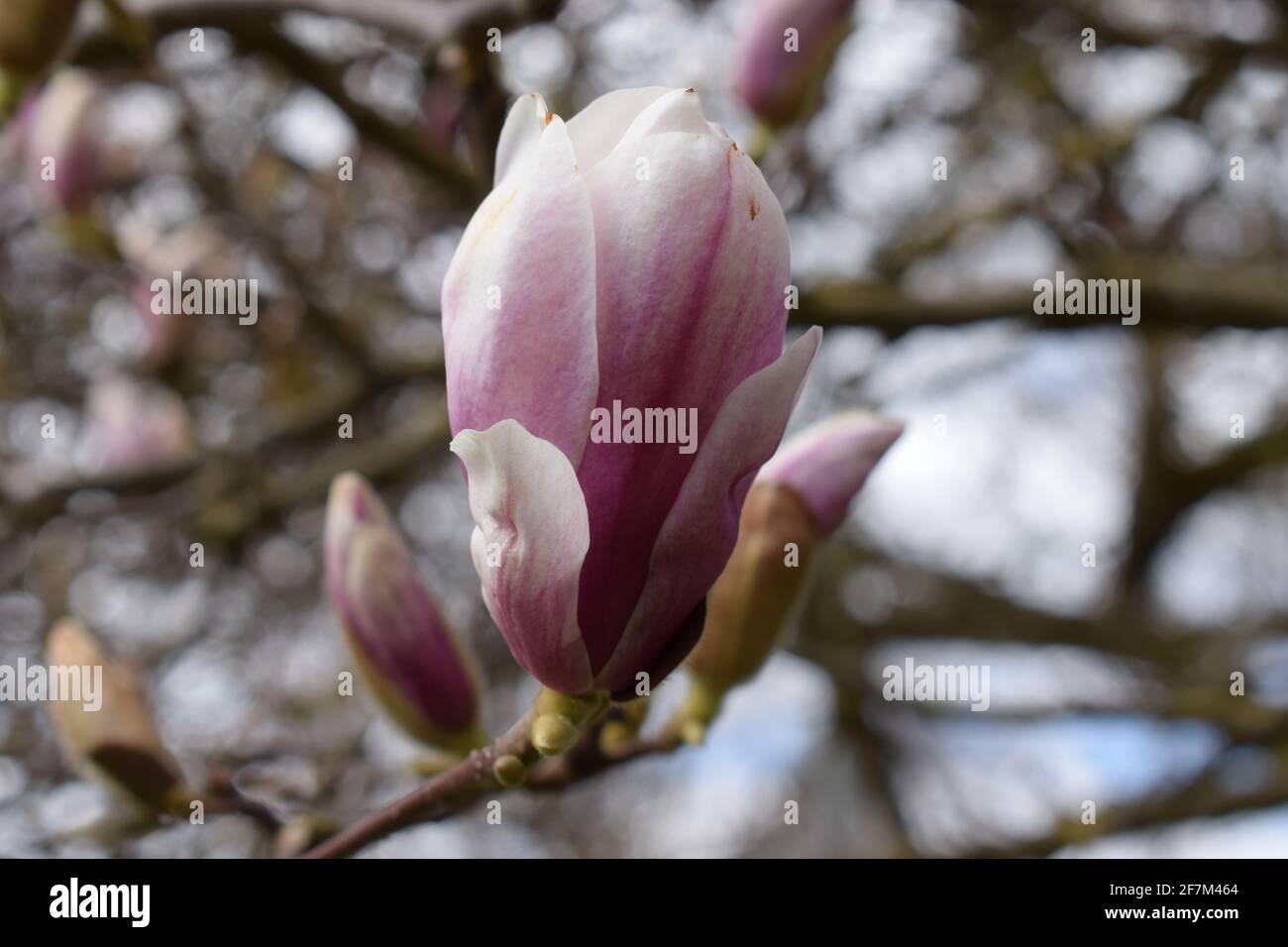 Magnolia tree starting to bloom Stock Photo - Alamy