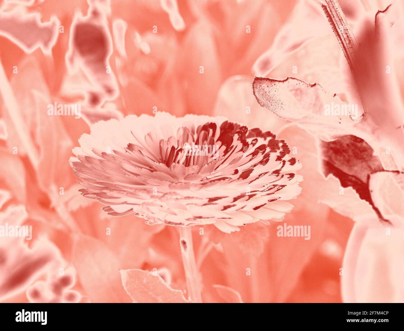 Large Peach Flower on Peach and White - A closeup of a large flower ...