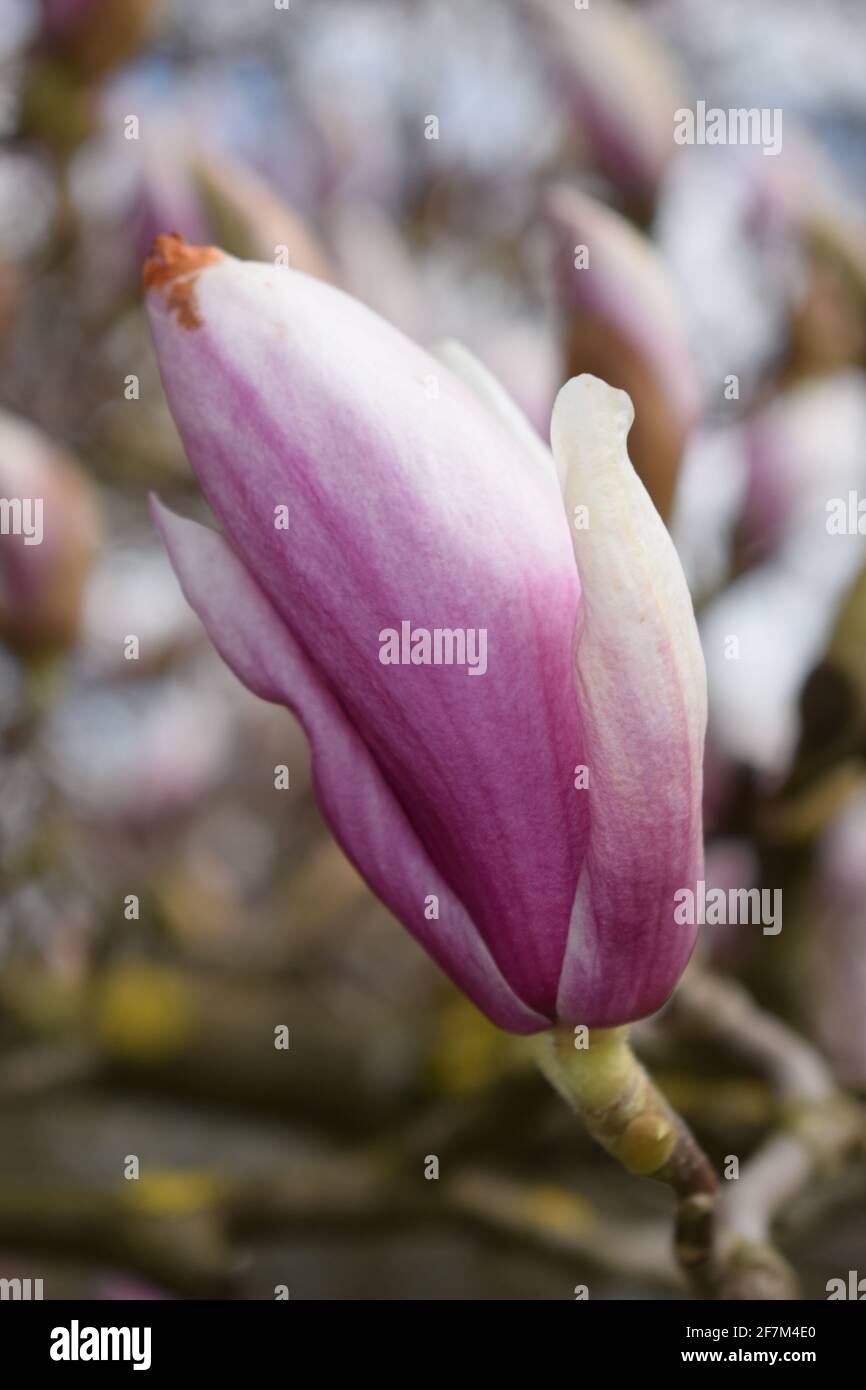 Magnolienbaum hi-res stock photography and images - Alamy