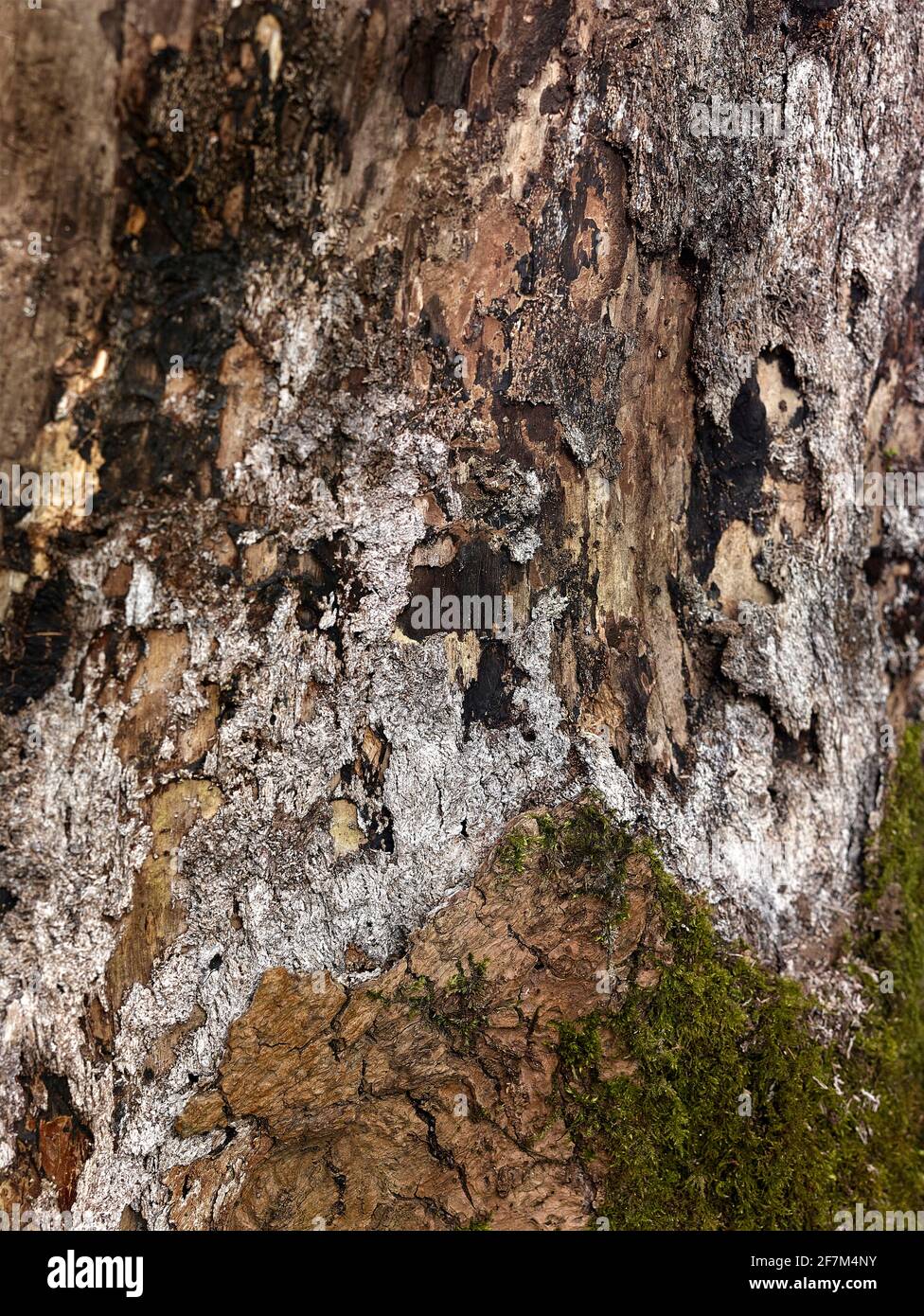 Very close-up and interesting natural patterns and textures on the ...