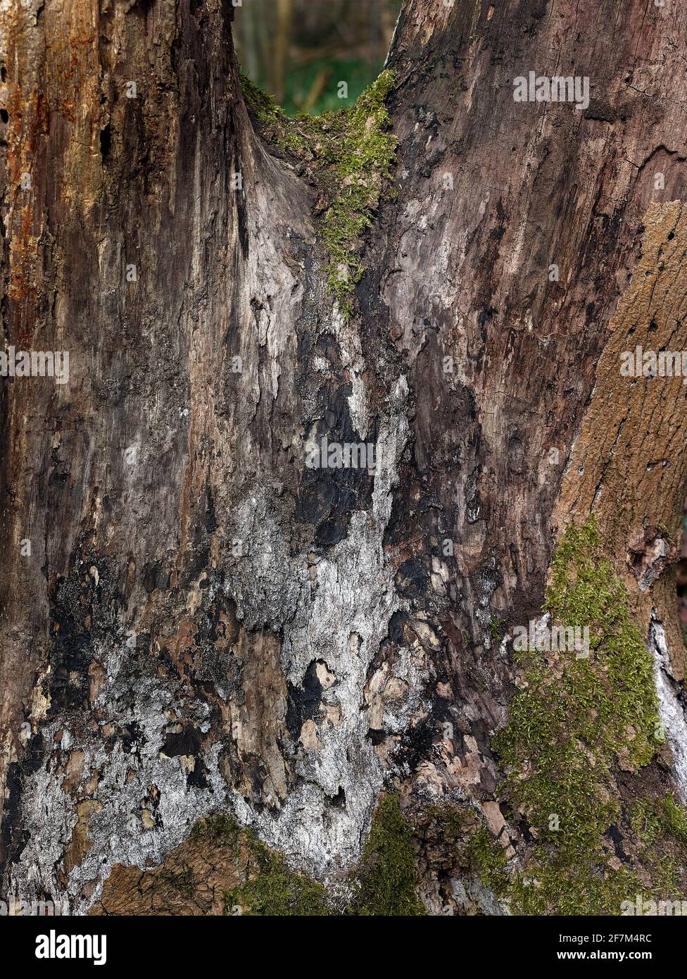 Very close-up and interesting natural patterns and textures on the ...