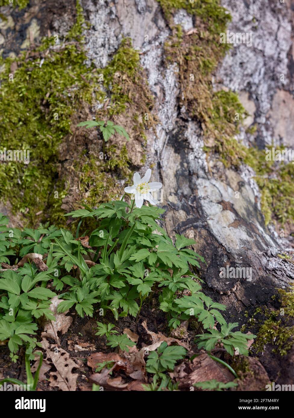 Simple Palmate High Resolution Stock Photography and Images - Alamy
