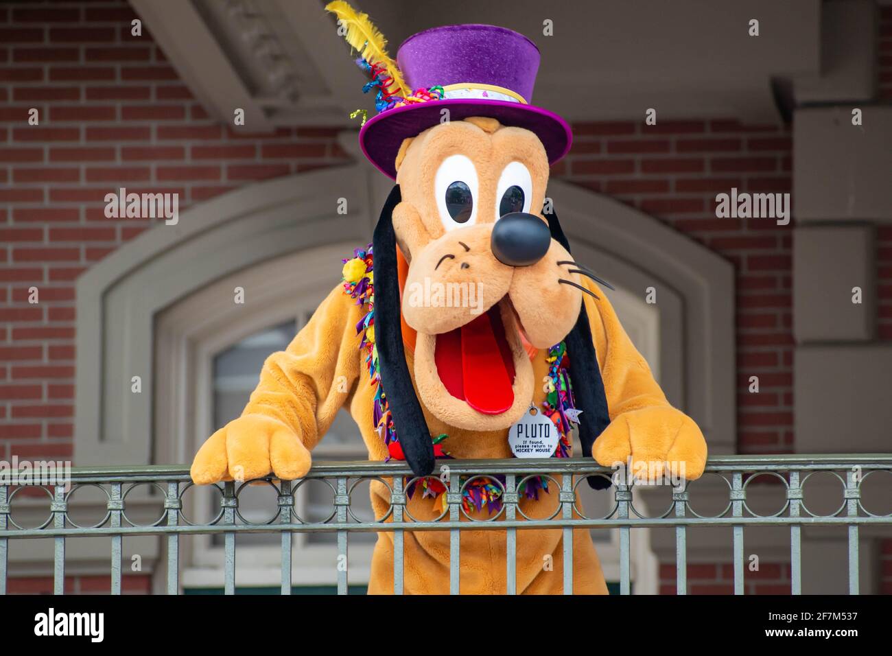 Orlando, Florida. August 04, 2020. Pluto waving from the balcony at ...
