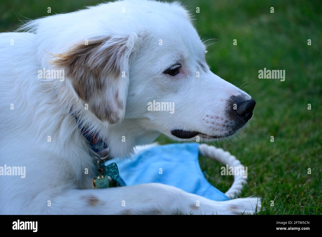 Kobe the rescue dog from Romania Stock Photo - Alamy