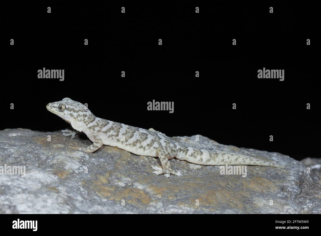 Gecko species hi-res stock photography and images - Alamy