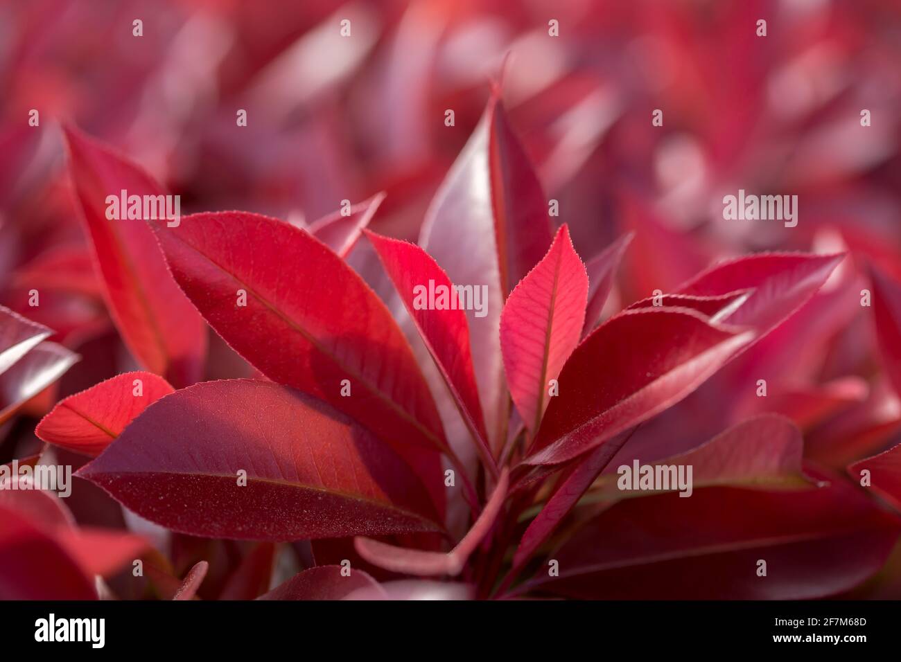 Photinia serratifolia (Taiwanese photinia or Chinese photinia) red ...