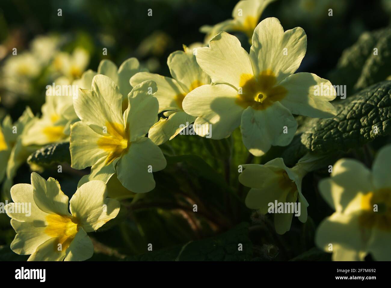 Wild primroses uk hi-res stock photography and images - Alamy
