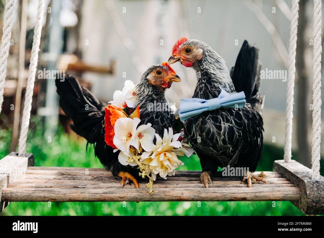 Chicken Hen Rooster Couple Sit On Swing Dressed Up Stock Photo - Alamy