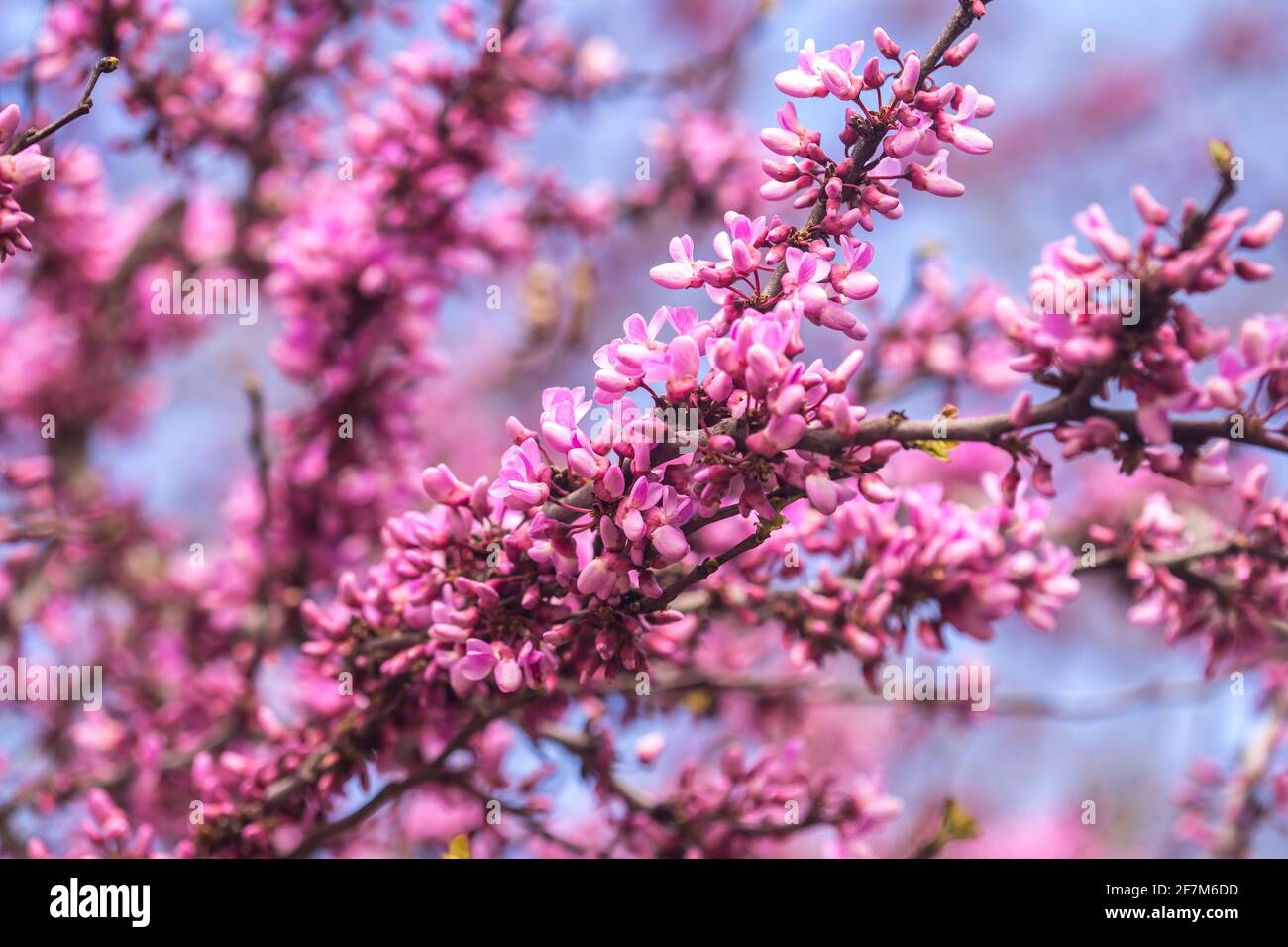 Eastern redbud hi-res stock photography and images - Alamy