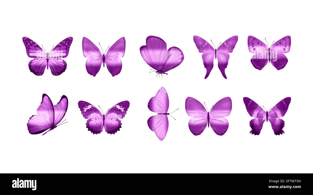 Pink butterflies isolated on white background. tropical moths. insects ...