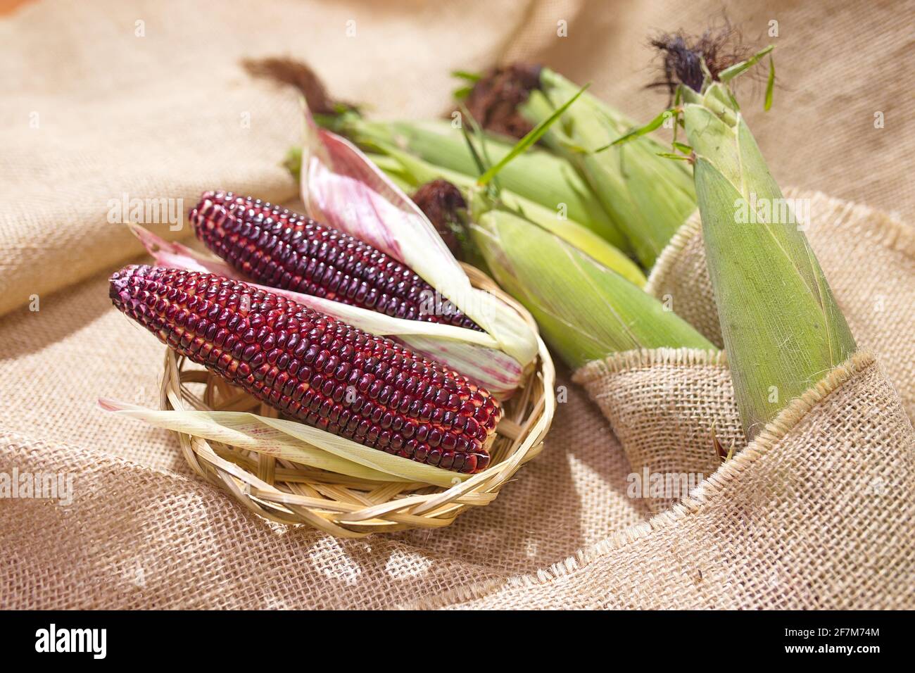 Fresh peeled red corn (Ruby queen hybrid) on vintage fabric background ...