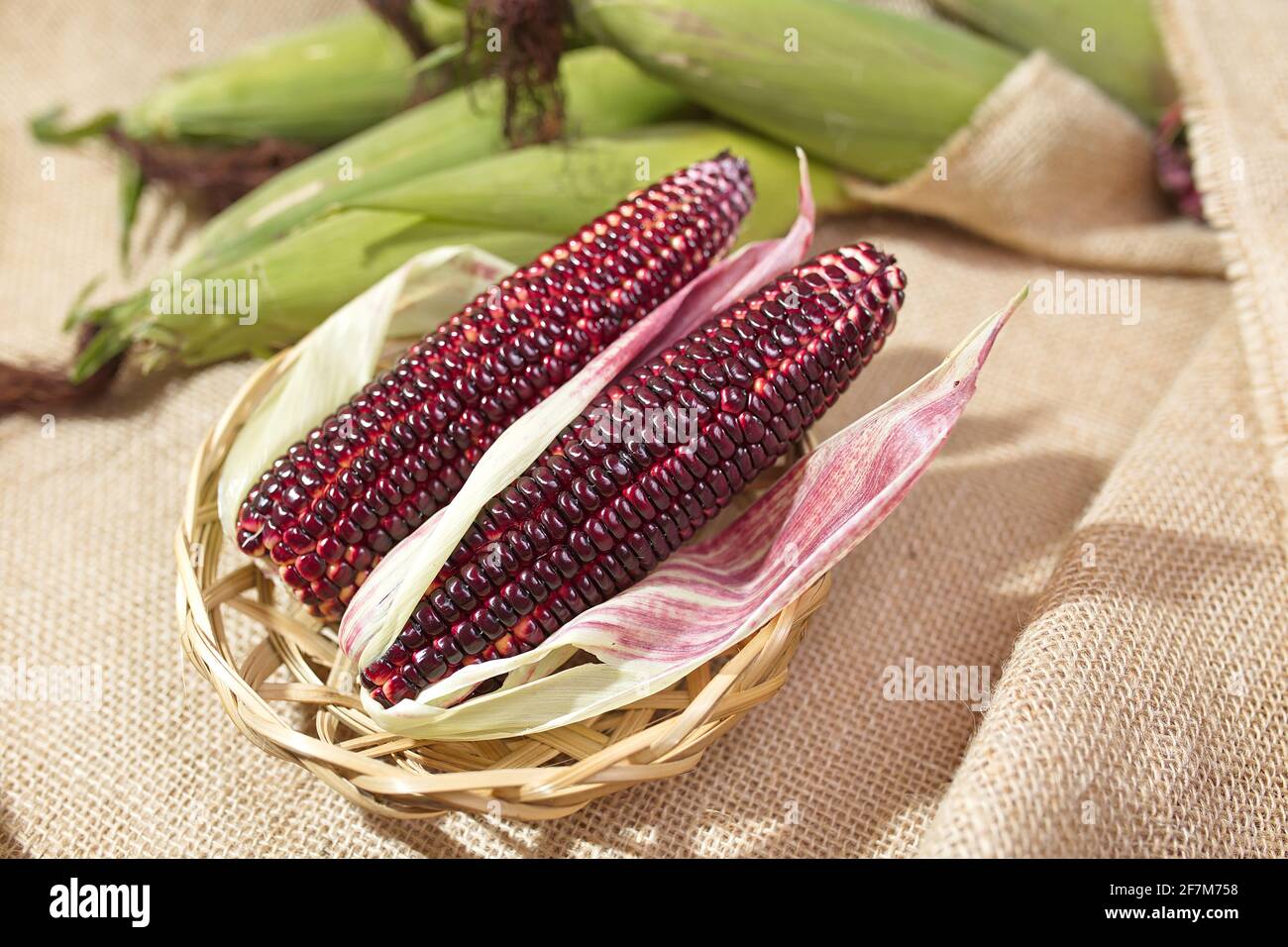 Fresh peeled red corn (Ruby queen hybrid) on vintage fabric background ...