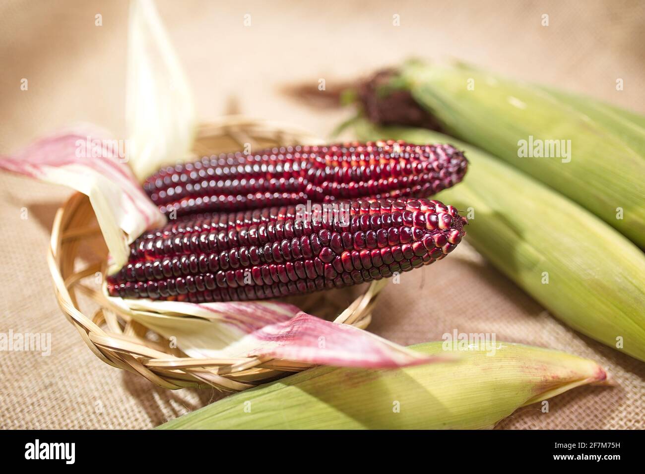 Fresh peeled red corn (Ruby queen hybrid) on vintage fabric background ...