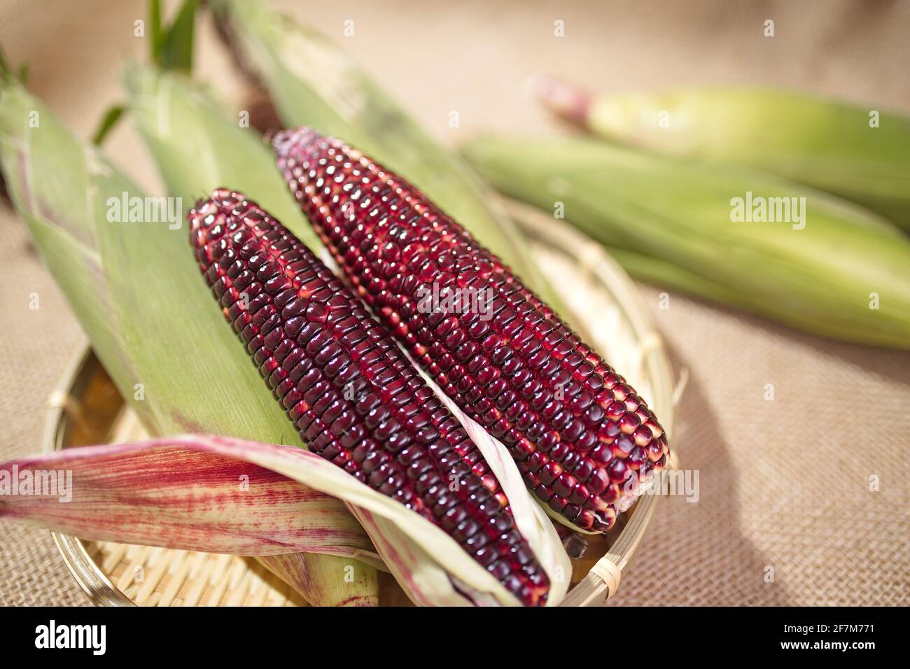 Fresh peeled red corn (Ruby queen hybrid) on vintage fabric background ...