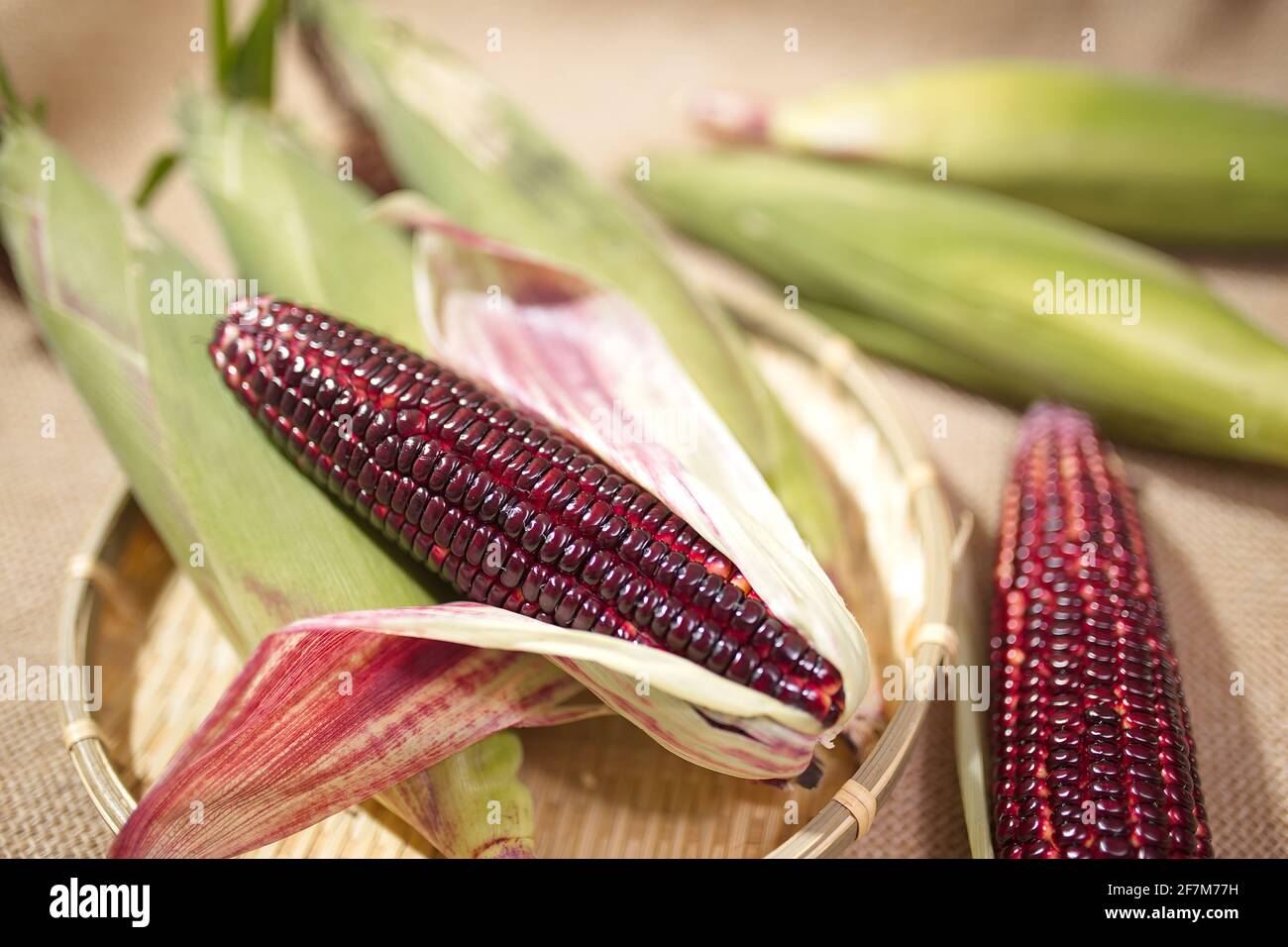 Fresh peeled red corn (Ruby queen hybrid) on vintage fabric background ...