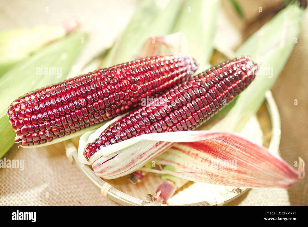 Fresh peeled red corn (Ruby queen hybrid) on vintage fabric background ...