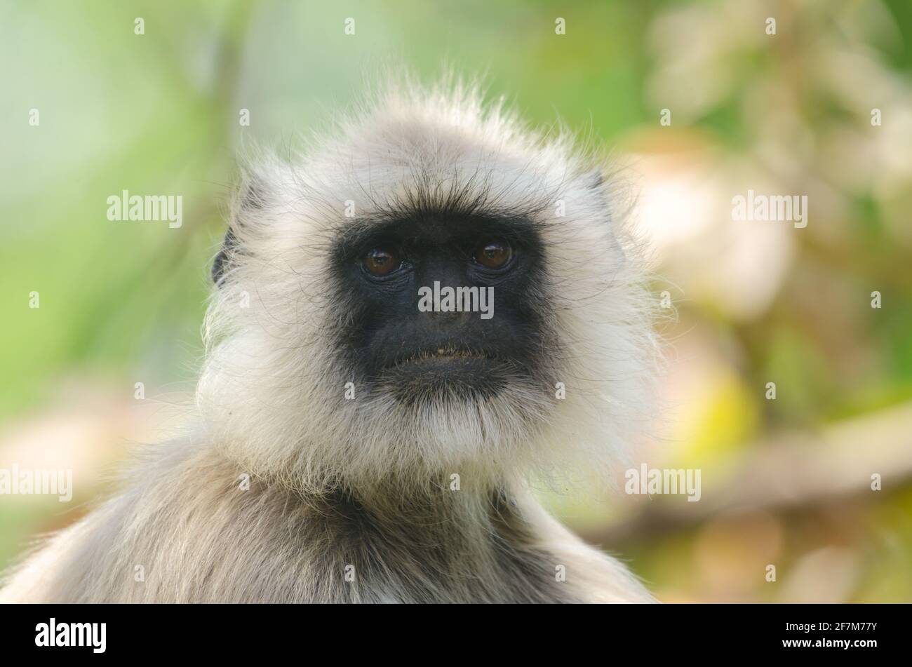 Silver langur hi-res stock photography and images - Alamy