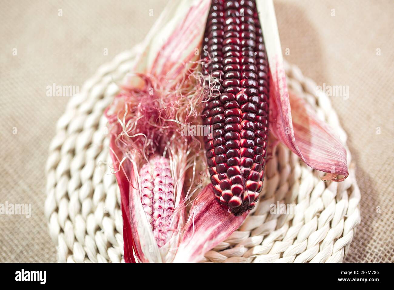 Fresh peeled red corn (Ruby queen hybrid) on vintage fabric background ...