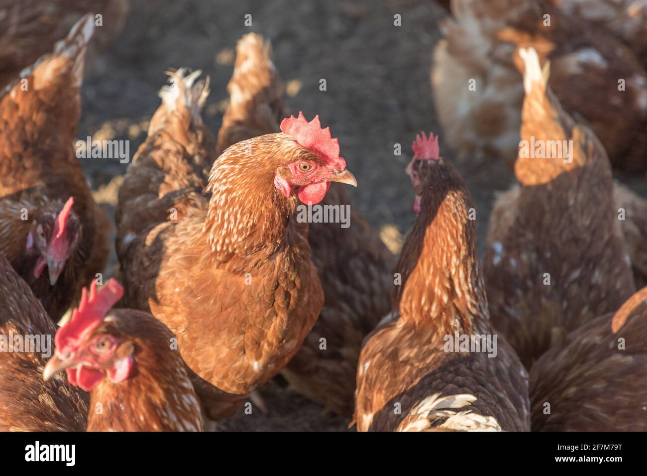 Group of brown chickens live outdoors at bio poultry farm. Rural ...