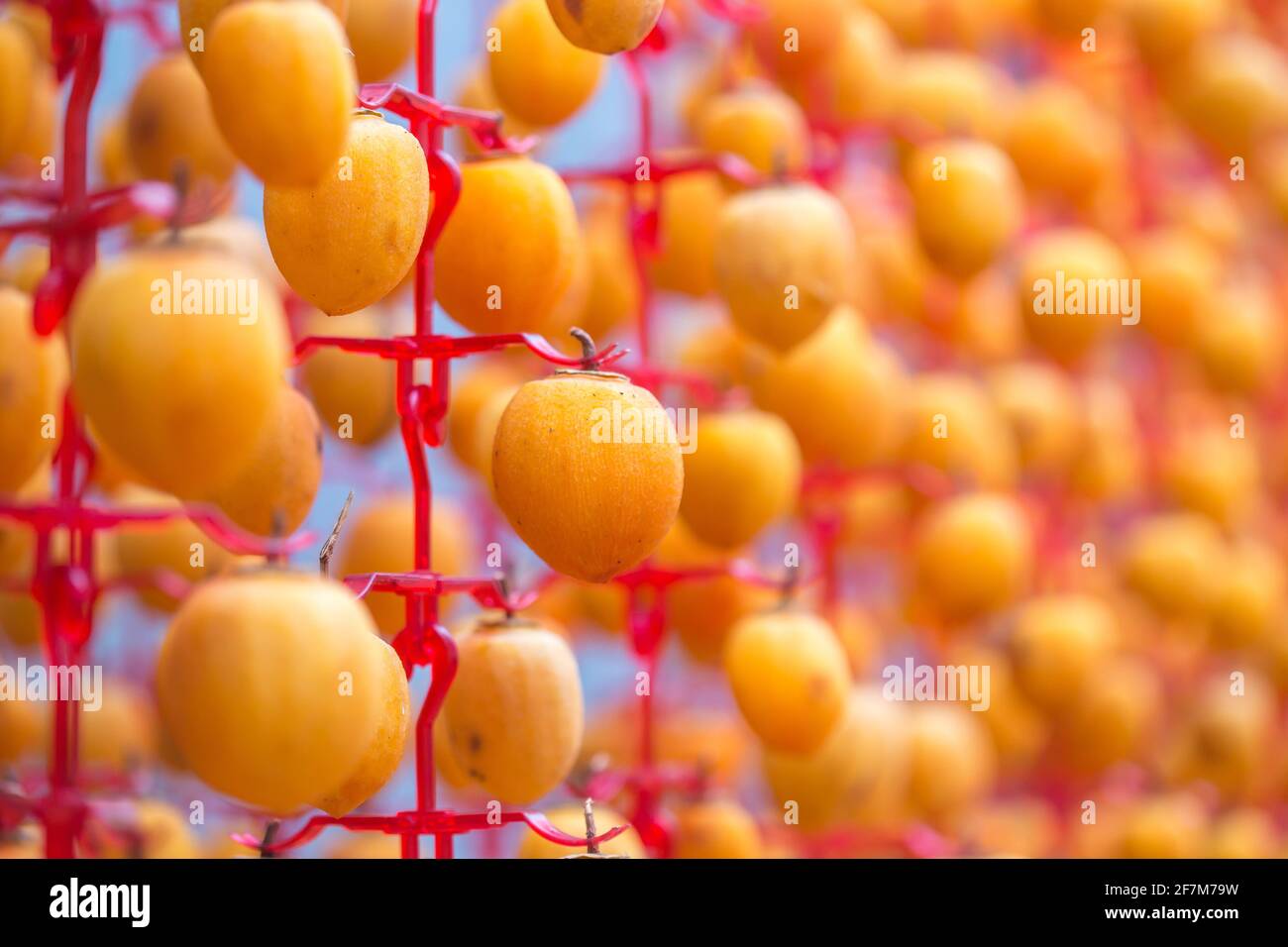 Air-dried persimmons hanging in a drying room Stock Photo - Alamy