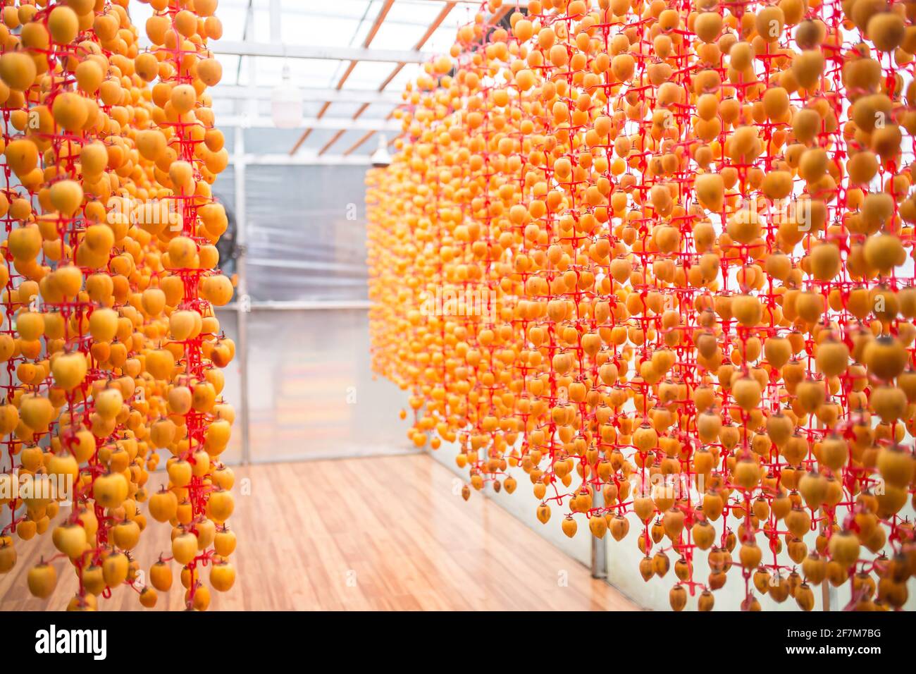 Air-dried persimmons hanging in a drying room Stock Photo - Alamy
