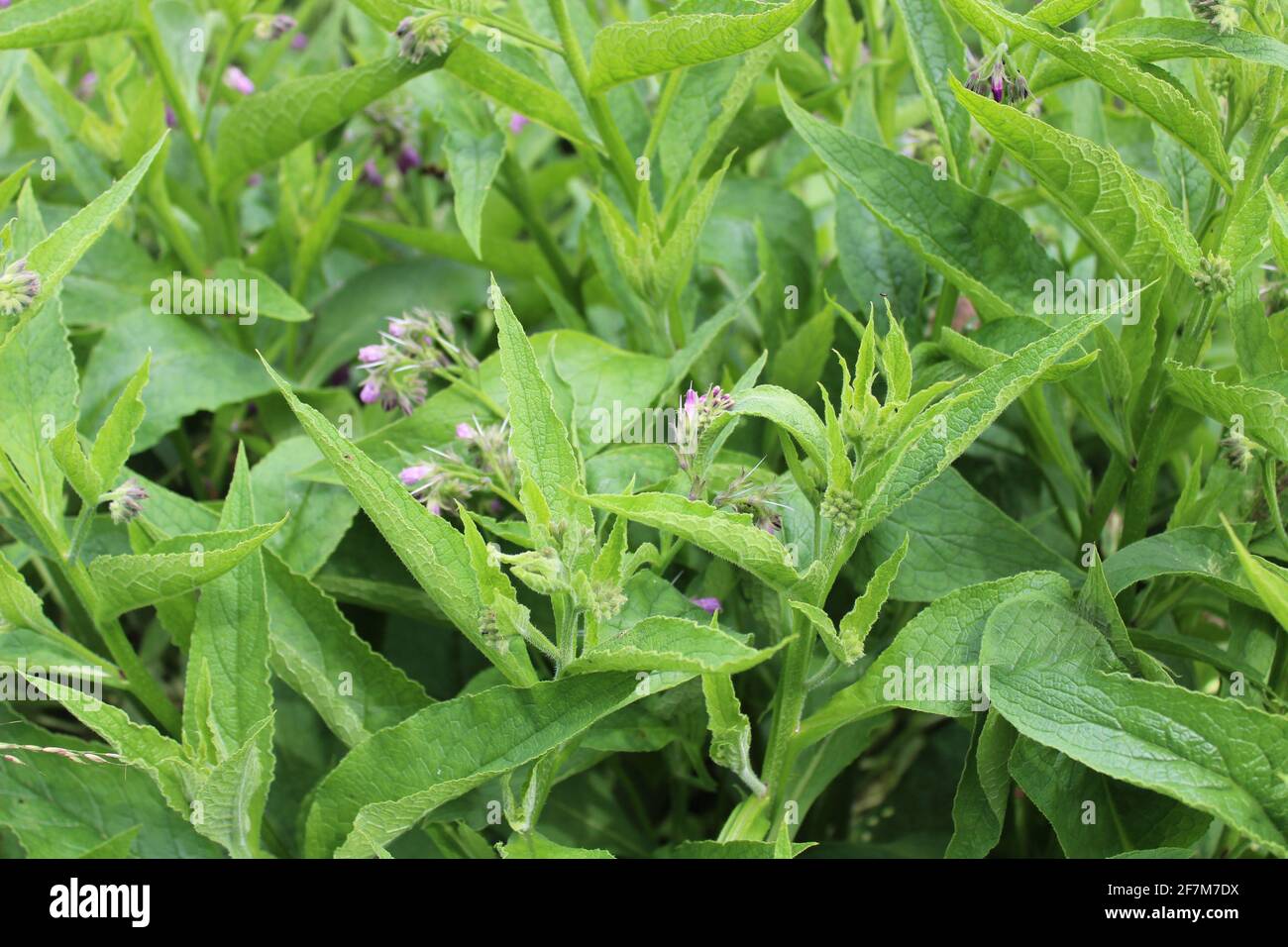 field of comfrey with blossoms Stock Photo - Alamy