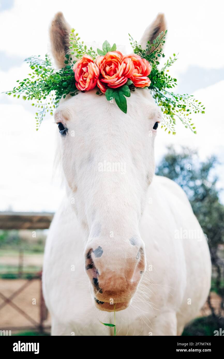 Quirky crown hi-res stock photography and images - Alamy