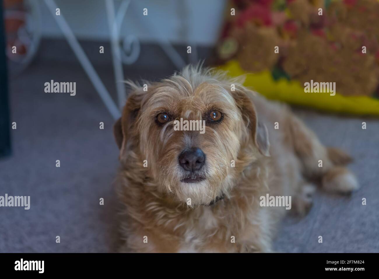 View of domestic dog without a determined breed, hairy and very funny ...