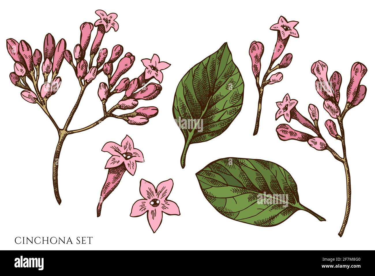 Vector set of hand drawn colored cinchona Stock Vector Image & Art - Alamy