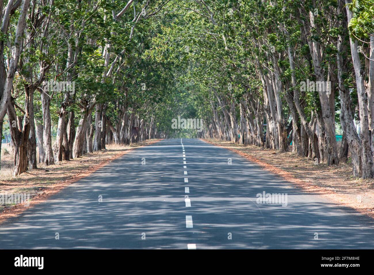 Canopy of trees hi-res stock photography and images - Alamy