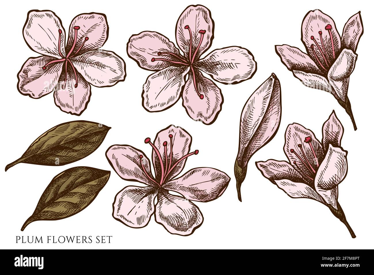 Vector set of hand drawn colored plum flowers Stock Vector Image & Art ...