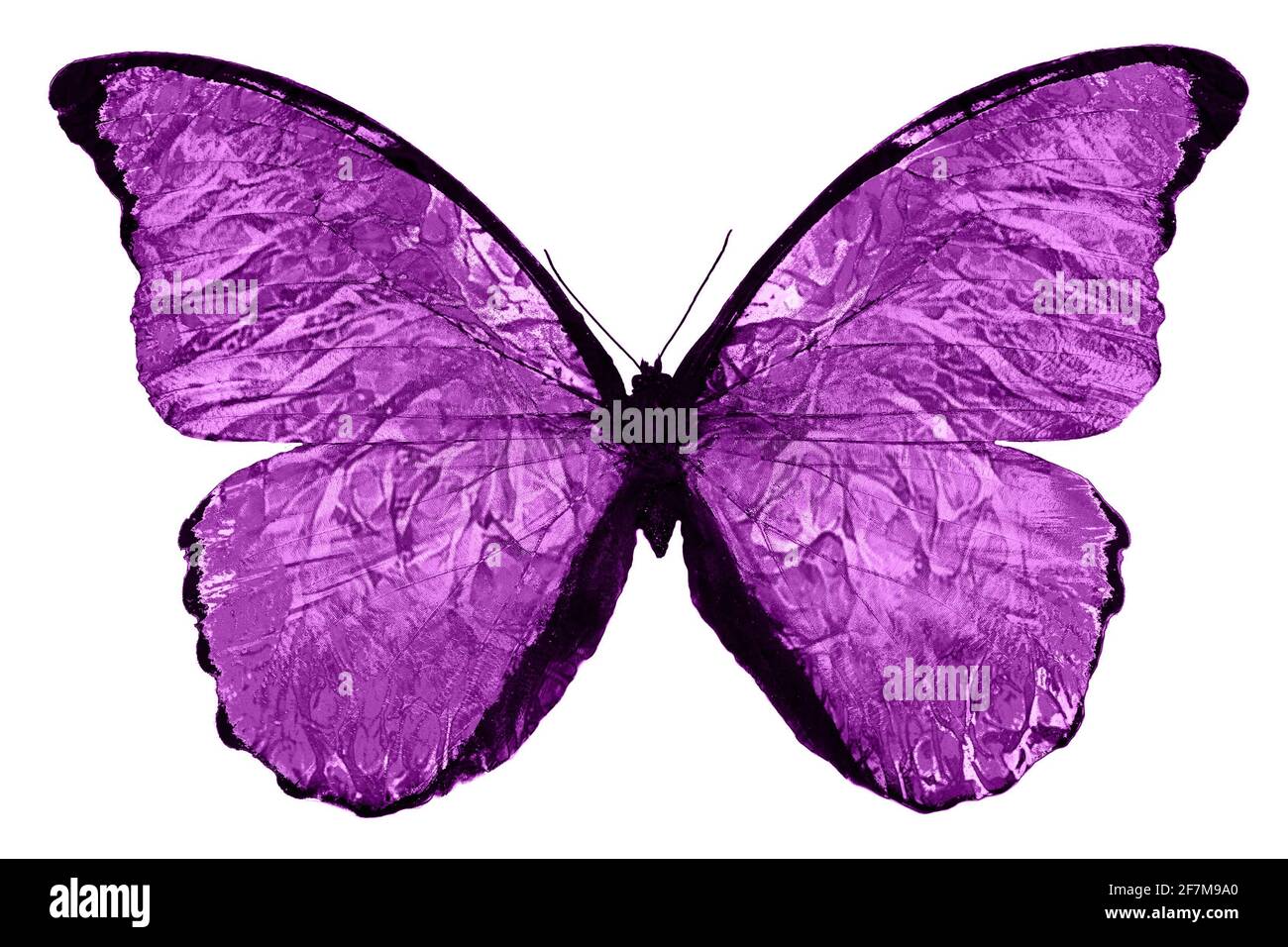 Pink butterflies isolated on white background. tropical moths. insects ...