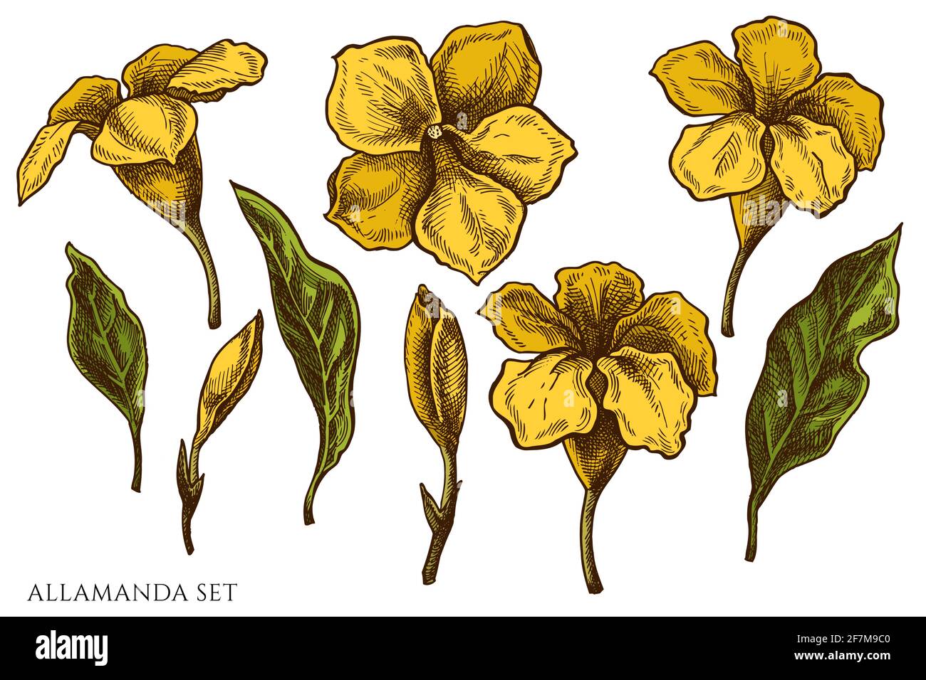 Vector set of hand drawn colored allamanda Stock Vector Image & Art - Alamy