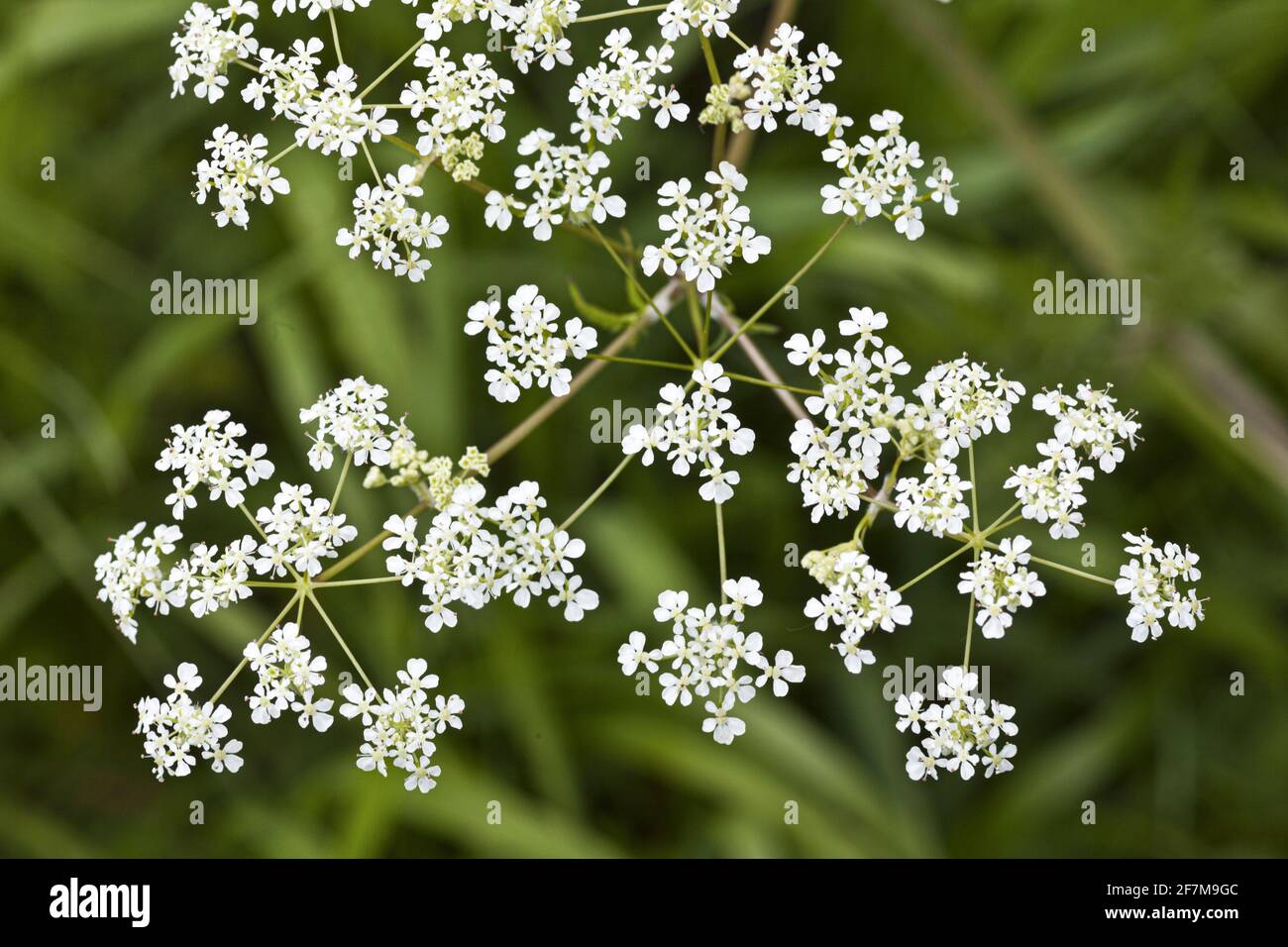 Umbellifera flowering in the Gloucestershire Cotswolds UK Stock Photo ...