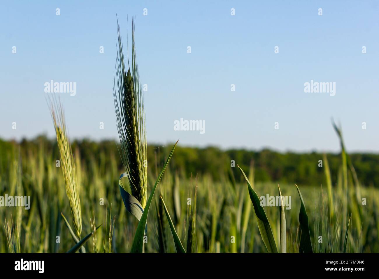 Spring barley plant hi-res stock photography and images - Alamy