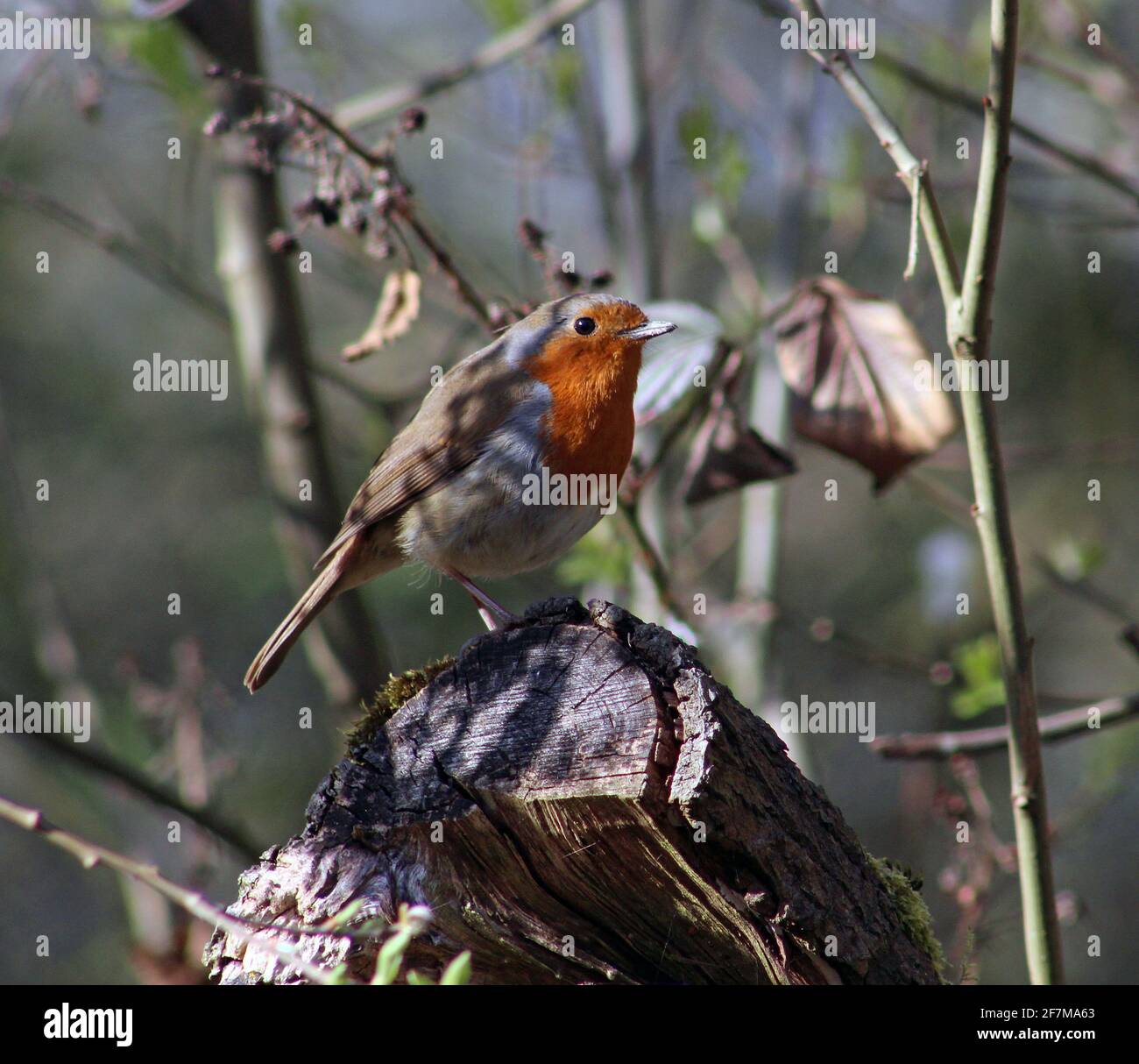 Female european robin hi-res stock photography and images - Alamy