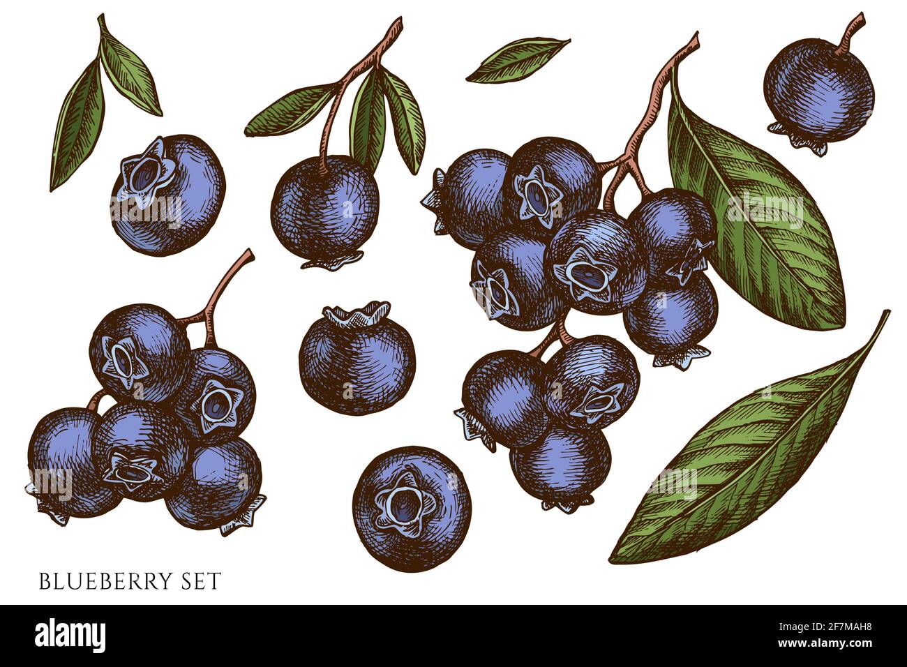 Vector set of hand drawn colored blueberry Stock Vector Image & Art - Alamy