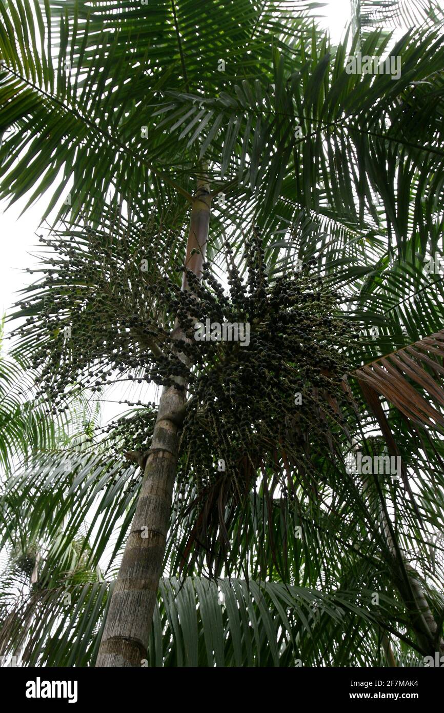 Acai palm trees hi-res stock photography and images - Alamy