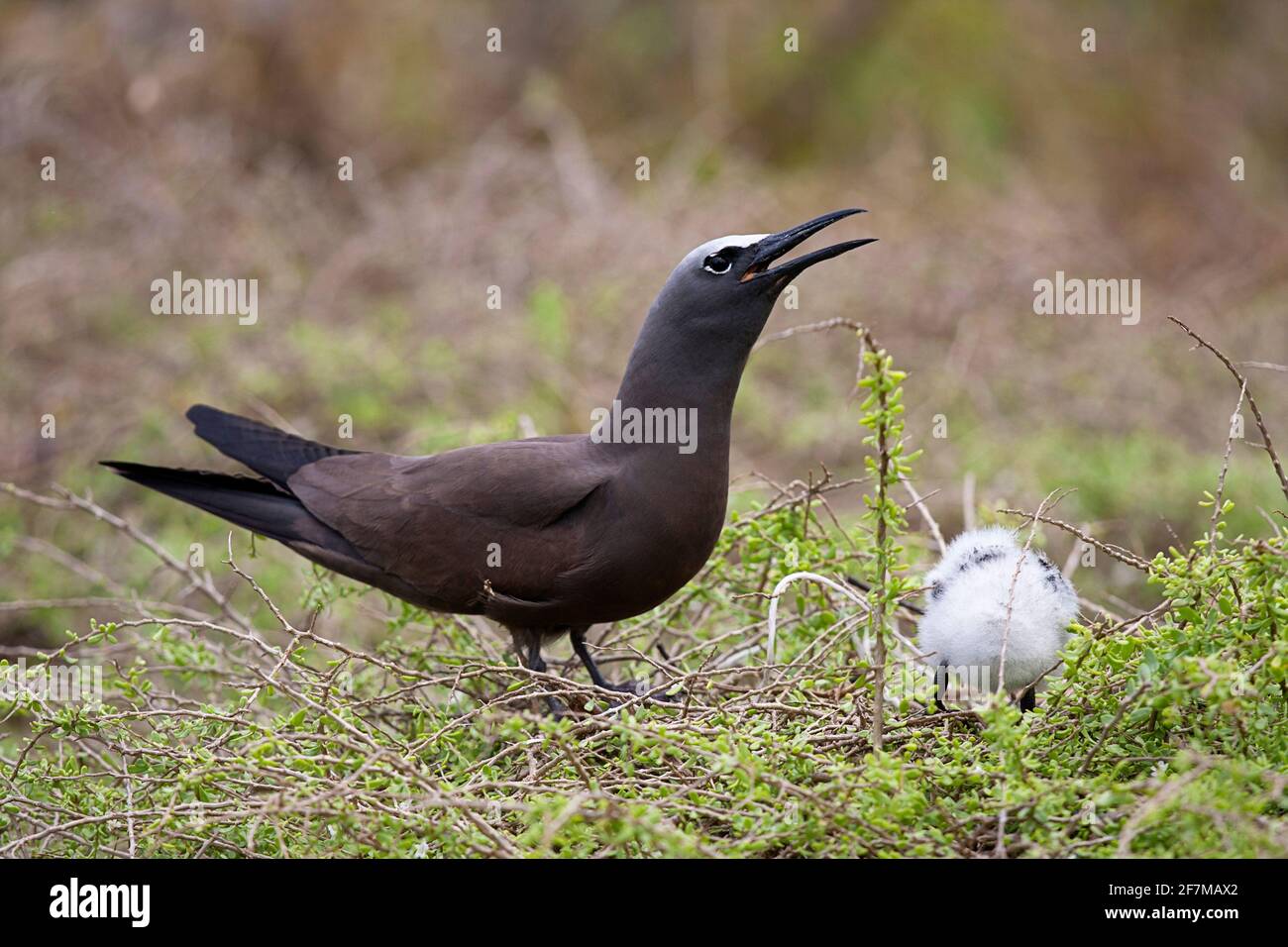 Brown Noddy (Anous stolidus) with a chick on Rodrigues Island Stock ...