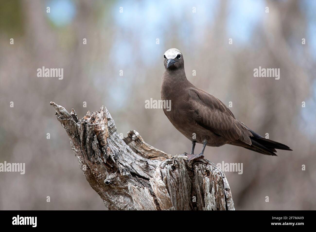 Brown Noddy (Anous stolidus) on Rodrigues Island Stock Photo - Alamy