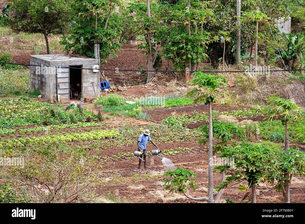 A local farmer working on his family small family farm, cultivating his ...