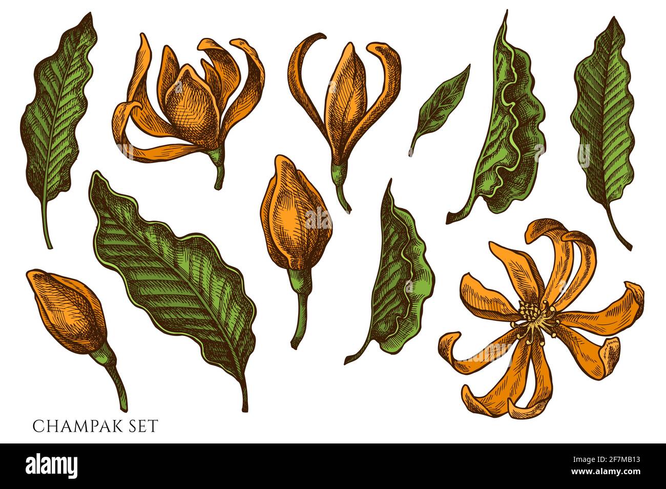 Vector set of hand drawn colored champak Stock Vector Image & Art - Alamy