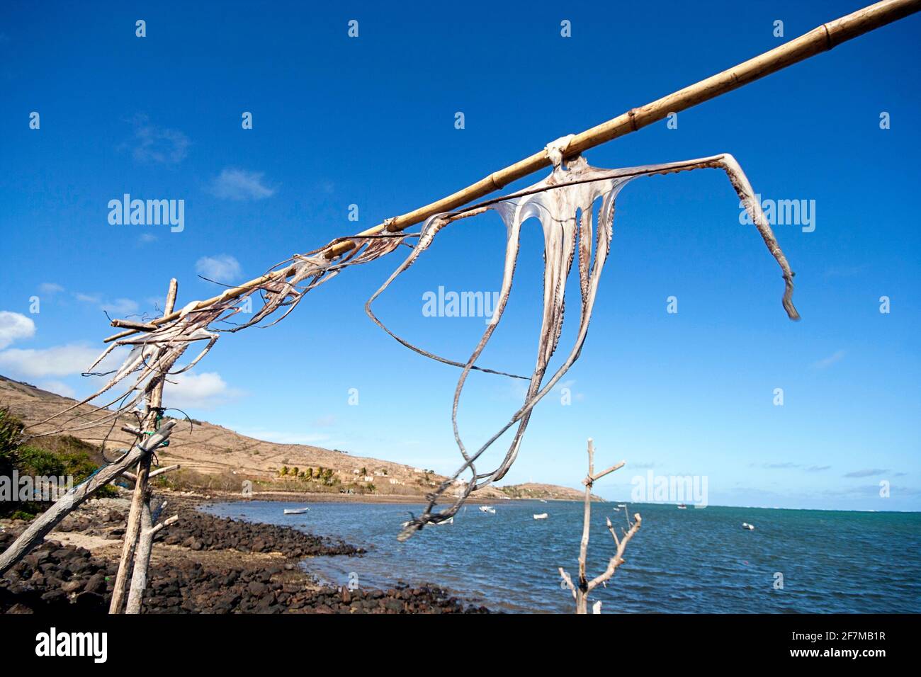 Rodrigues Island Fish High Resolution Stock Photography and Images - Alamy