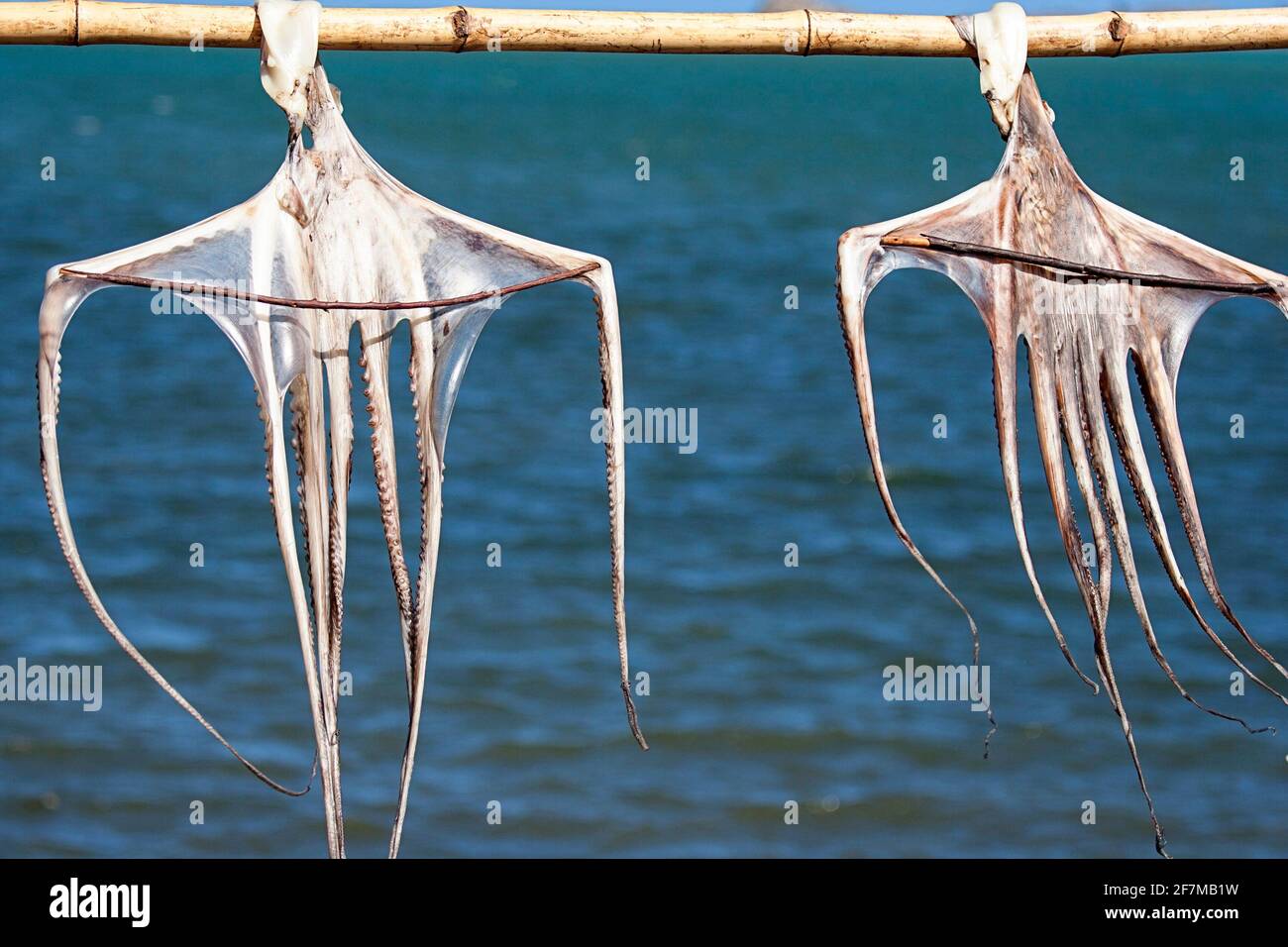 Octopus drying in fisherman hi-res stock photography and images - Alamy