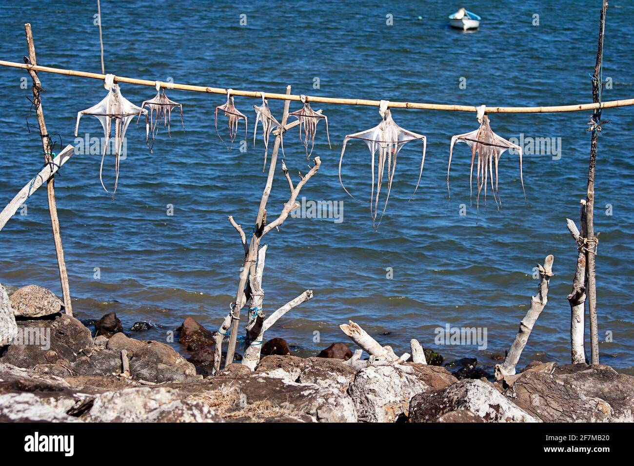 Rodrigues island fish hi-res stock photography and images - Alamy